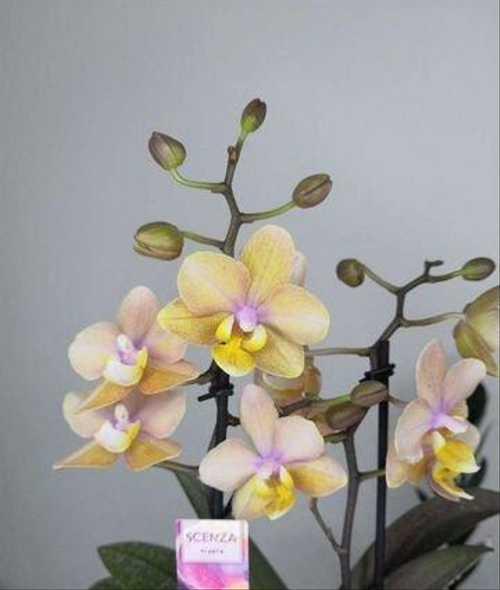 Парфюмерная фабрика Scention орхидея