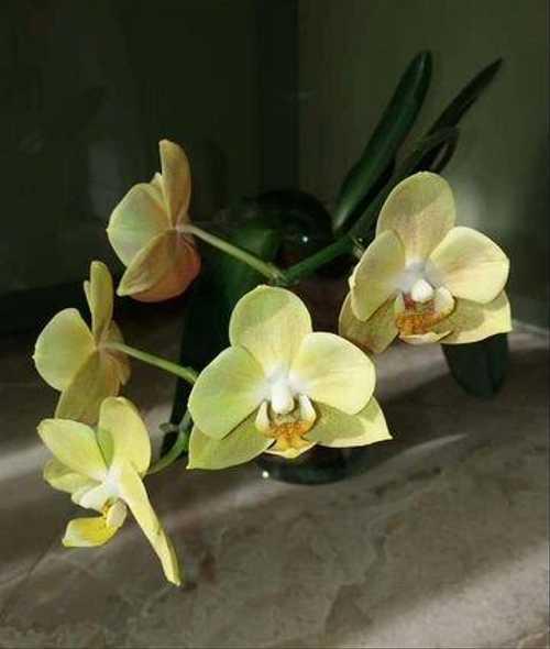 Орхидея Фаленопсис бантик Брион