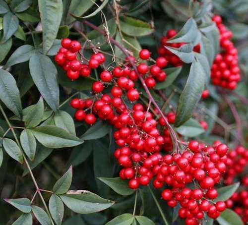 Семена нандина, Nandina domestic, священный бамбук