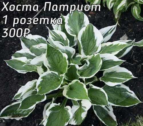 Хоста Патриот Hosta Patriot
