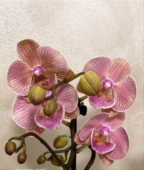 Орхидея фаленопсис мультифлора биг лип