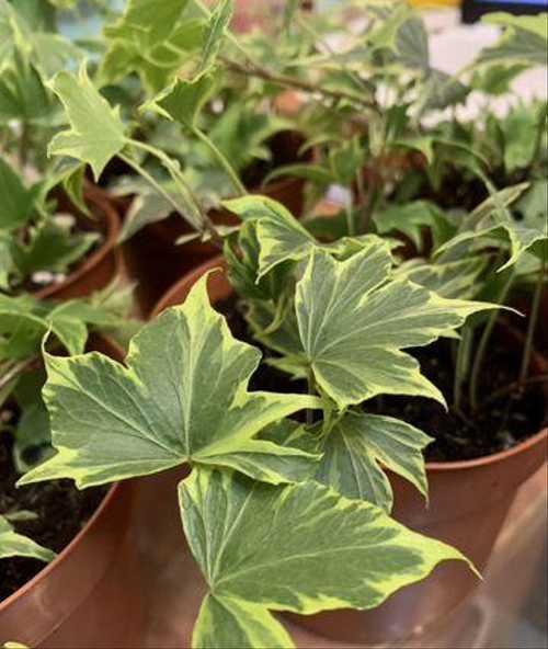 Hedera helix 'Yellow Ripple' желтая вариегатность | Festima.Ru ...