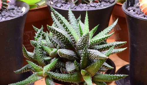 Haworthia Attenuata cv. Enon (Хавортия Оттянутая)