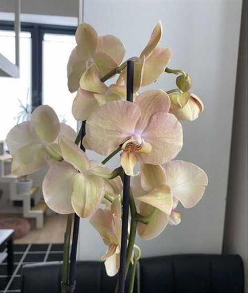 Орхидея Африканский Закат(Карина, Лоттери Принц)