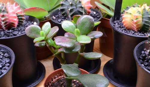 Crassula Ovata Minor (Крассула) (SCT28291)