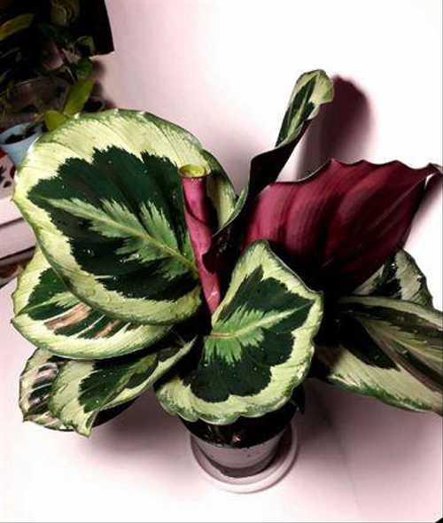 Калатея Медальон Calathea Medallion, маранта