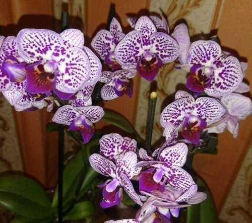 Орхидея Phal. Formosa Cranberry