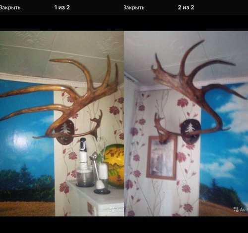 Рога шикарные лаком покрытые