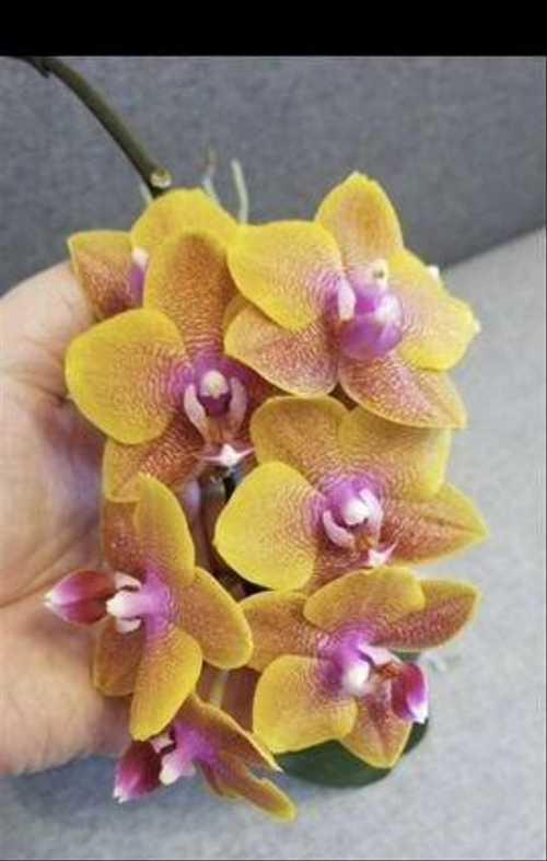 Орхидея Лаврентий