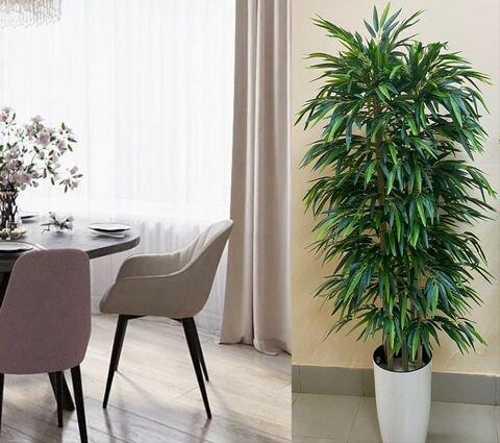 Бамбук Воздушный - растение искусное цветок домой