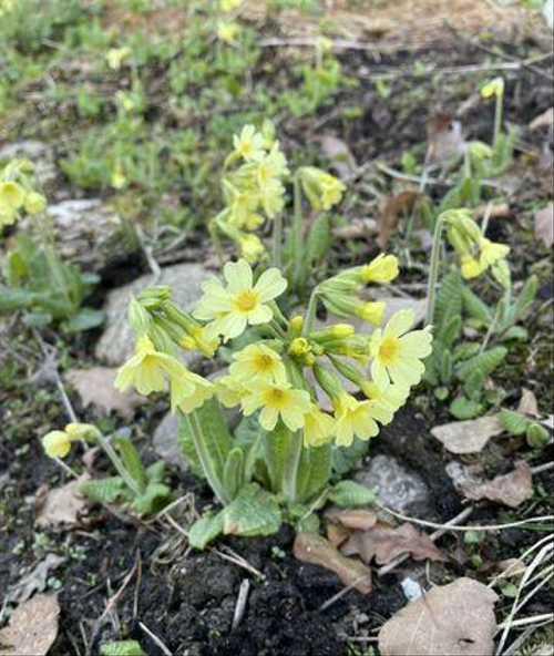 Примула желтая, лещина