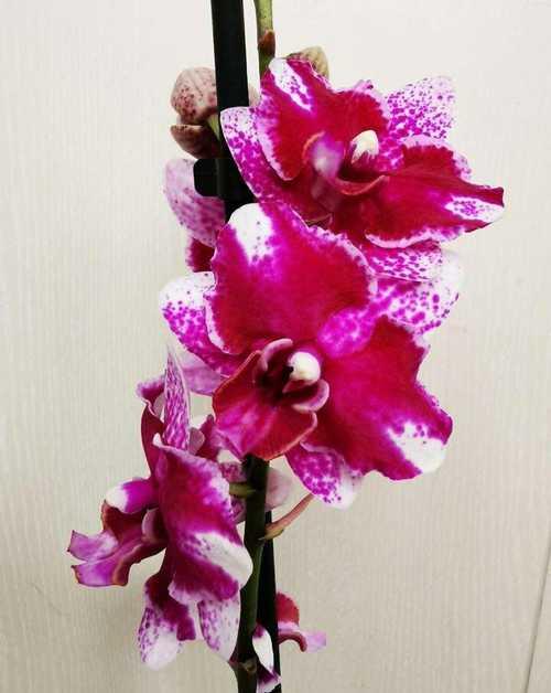 Орхидея Фаленопсис Пульчерима 1ст