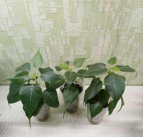 Фикус Ficus religiosa