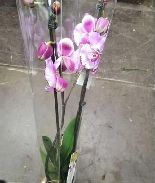 Орхидея фаленопсис Меджик Арт 2 цв