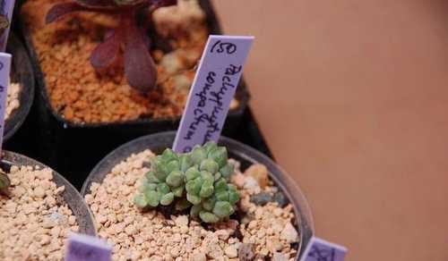 Суккуленты Lenophyllum, Pachyphytum и другие