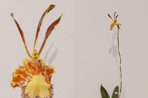 Орхидея психопсис, цветет