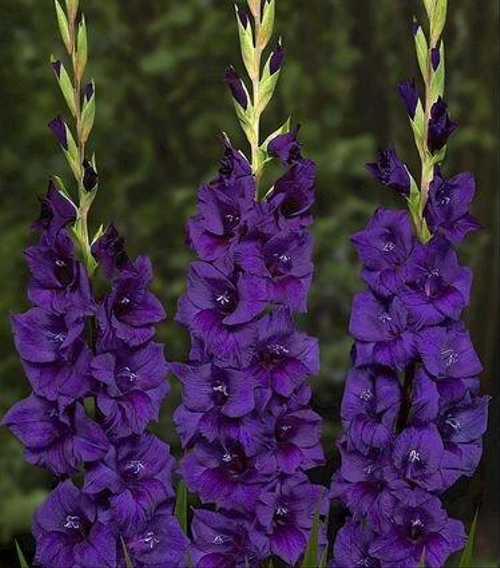 Гладиолус Purple Flora (Пепл флора)