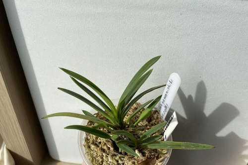 Орхидея Neofinetia falcata tamagawanishiki
