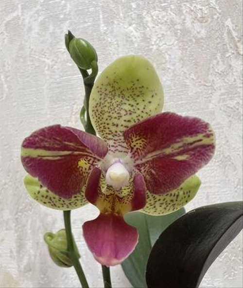 Орхидея Phal. Chi-Yueh Kaleidescope (цветёт)