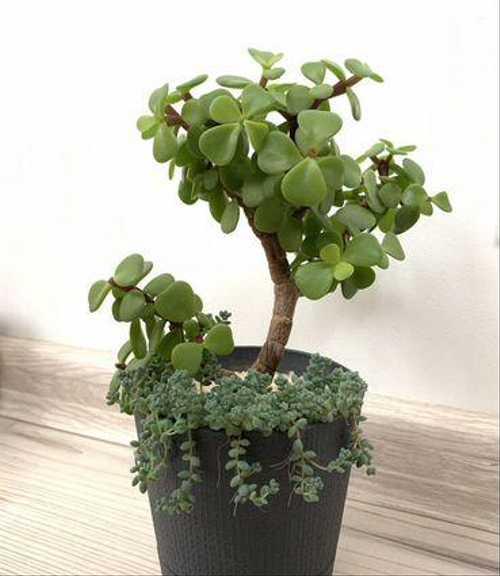 Portulacaria/Портулакария/Суккулент/Бонсай