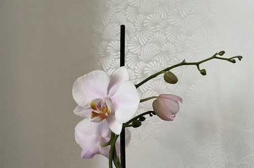 Орхидея фаленопсис гибридная