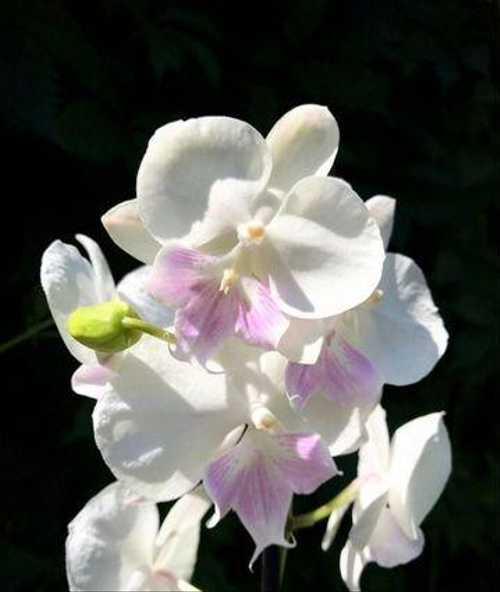 Орхидея фаленопсис биг лип Moonlight Seren
