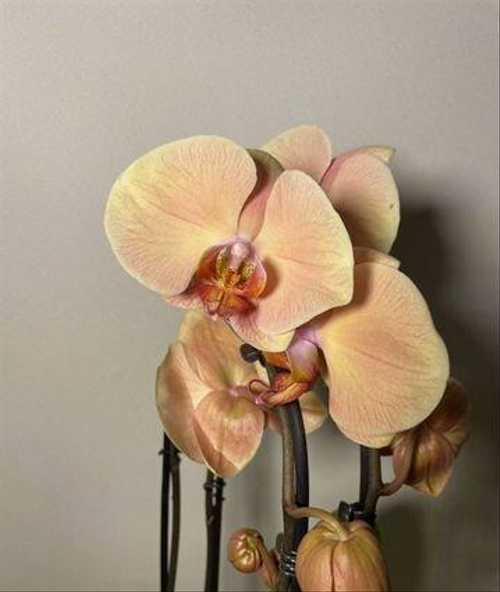 Орхидея Леди Мармелад