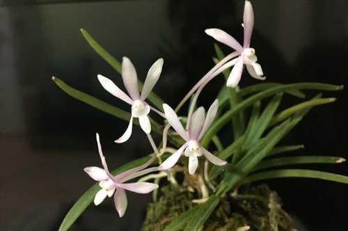 Орхидея Neofinetia falcata (Япония)