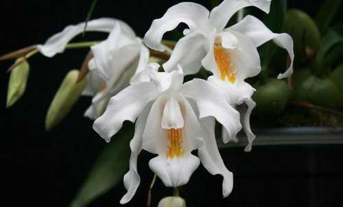 Орхидея Целогина Кристата