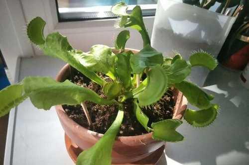 Венерина мухоловка(Dionaea muscipula)