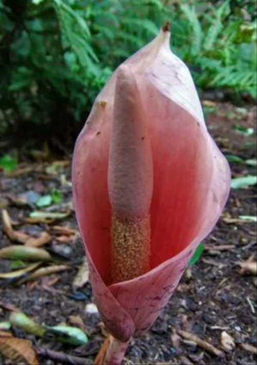 Amorphophallus bulbifer
