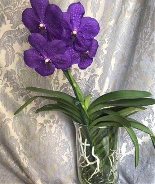 Орхидея ванда Vanda V. Black magic x Kultana V.Mag