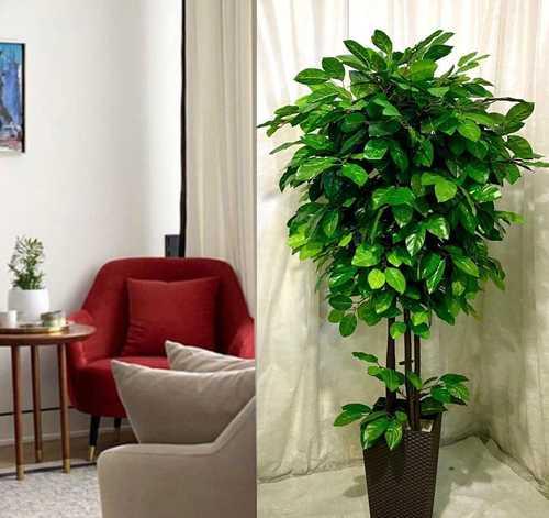 Цитрус Сицилия - растение для дома