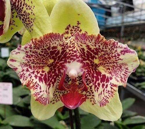 Орхидея фаленопсис Phal. I-Hsin Spot Leopard (pelo