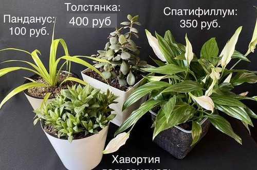 Комнатные растения/спатифиллум/хавортия/толстянка