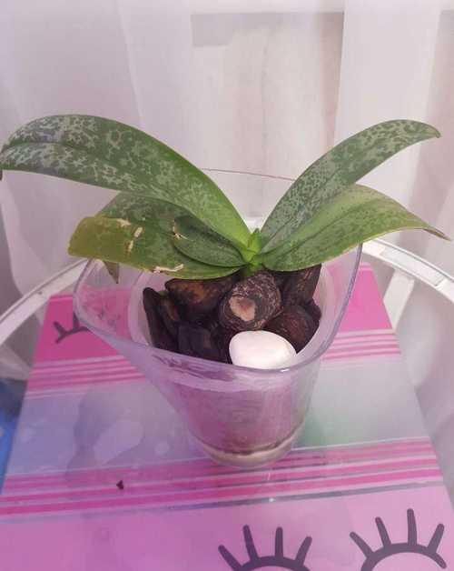 Орхидея фаленопсис Стюарта