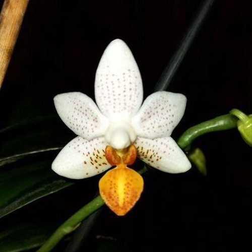 Орхидея фаленопсис мини марк