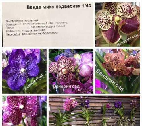 Орхидея гроссето фото