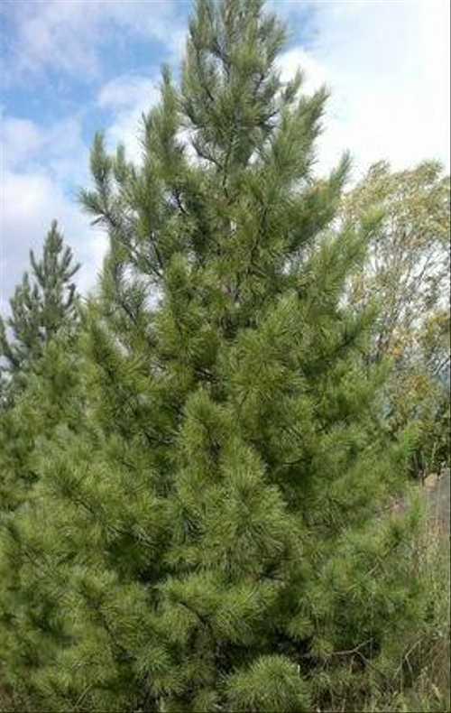 Кедр сибирский Pinus sibirica