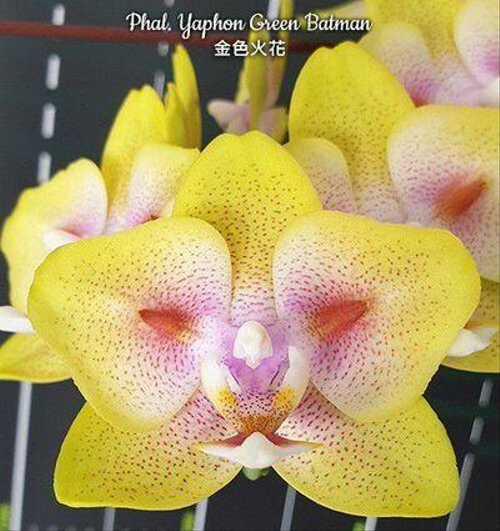 Орхидея Phal. Yaphon Green Batman