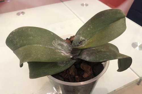 Орхидея фаленопсис Orange Sorbet