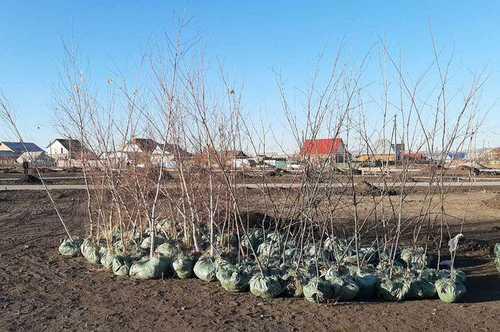 Саженцы берёза, клён, дуб, рябина, лиственница, то