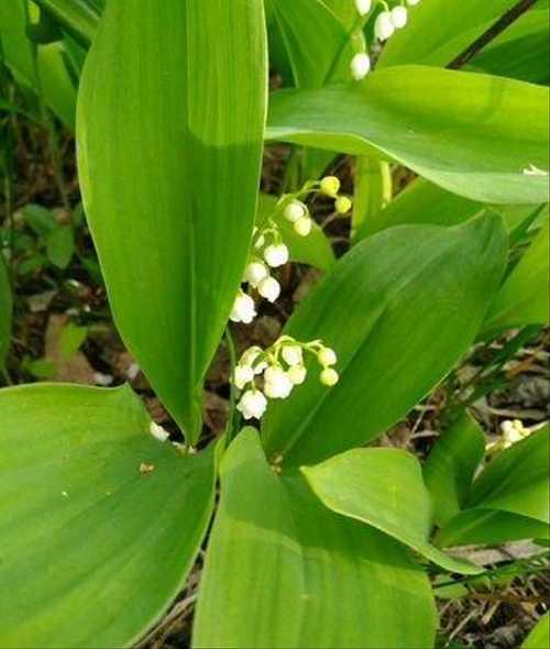 Ландыш, незабудка, ветреница(анемона), рассада клу