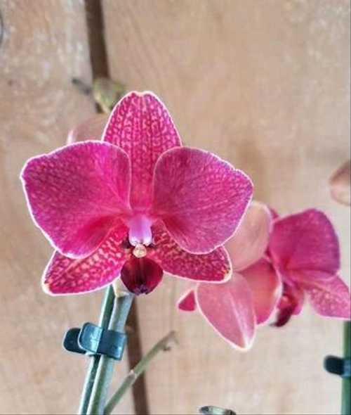 Орхидея фаленопсис Blake phal