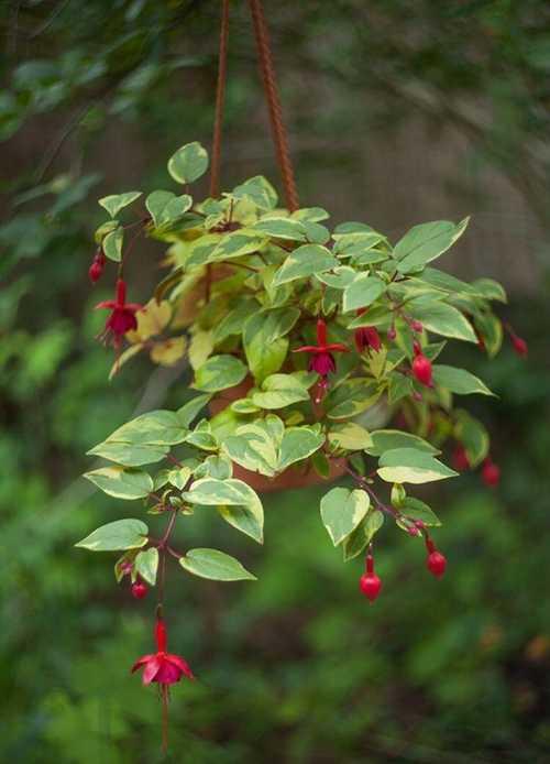 Фуксия пестролистная Golden Marinka