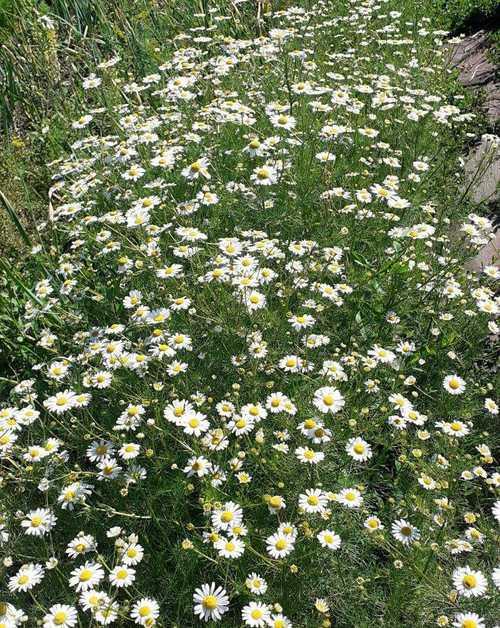 Ромашка лекарственная сушеная