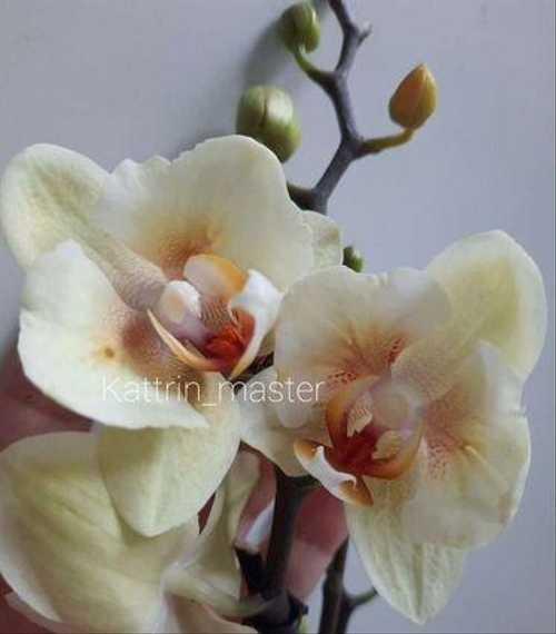 Орхидея фаленопсис бабочка Канкун