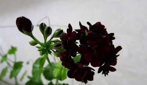 Сортовые пеларгонии royal black rose, ludwig
