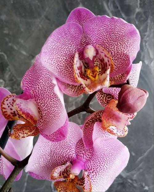 Орхидея фаленопсис Манхеттен (Manhattan)