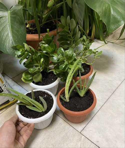 Ростки каланхоэ с цветами. Ростки алоэ